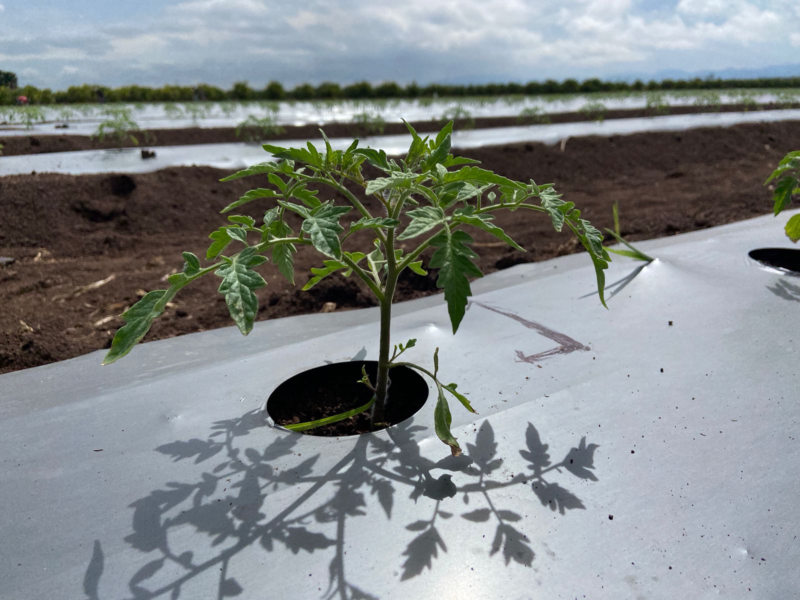 ¿Cómo evitar que tu cultivo de tomate se estrese? - SHK Agro